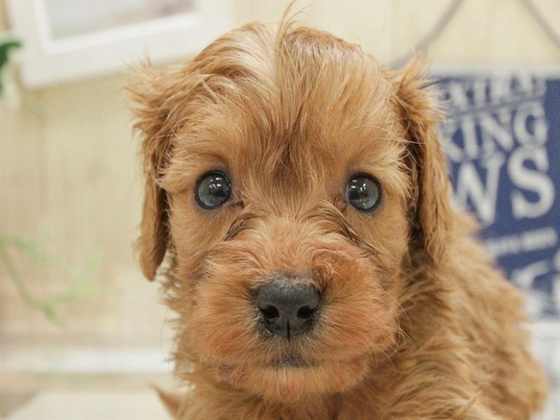 MIX｜ペット検索｜ペット大好き！